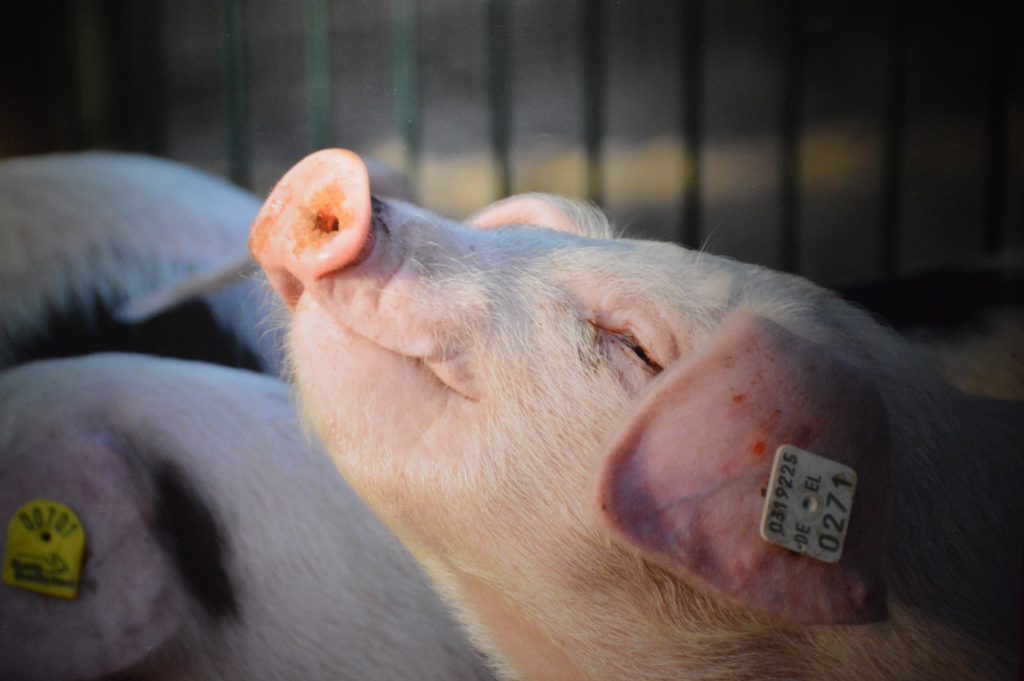 Corporate innovation weekly: digital pigs, try-and-buy rings, cancer ...