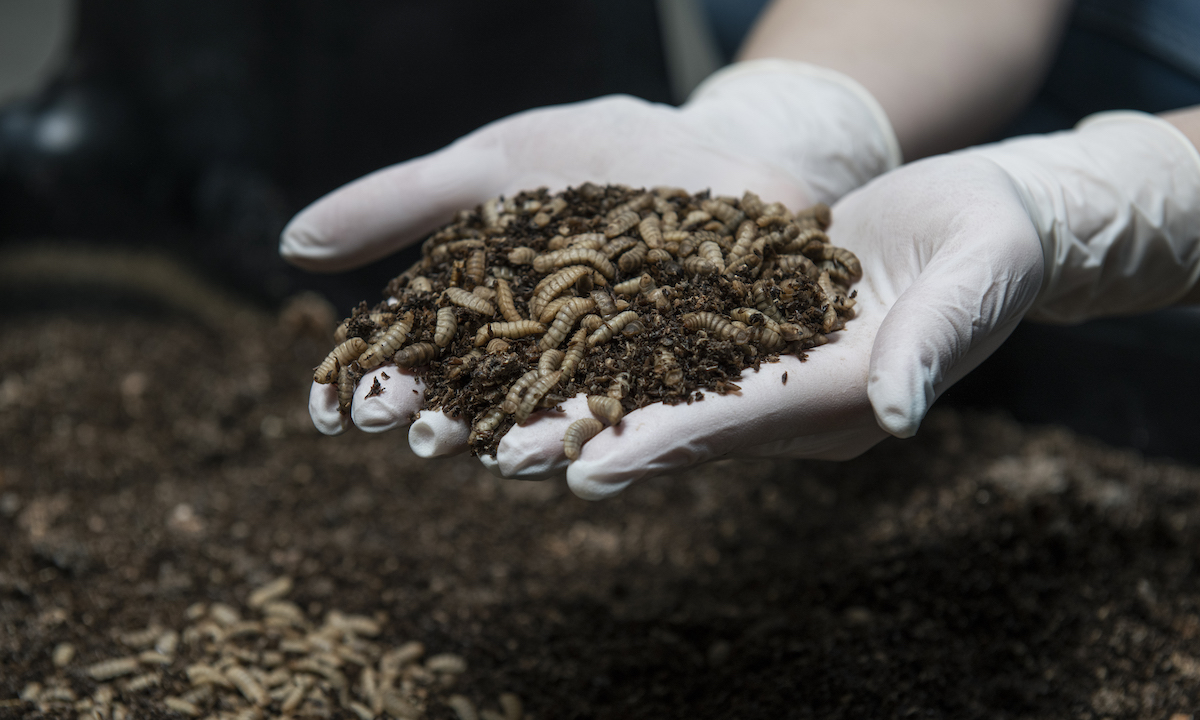Bug startup LIVIN farms raises €6m Series A to boost protein production ...